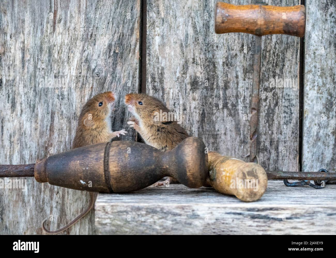 Two Harvest Mice squabbling on a vintage tool, inside a wooden tool ...
