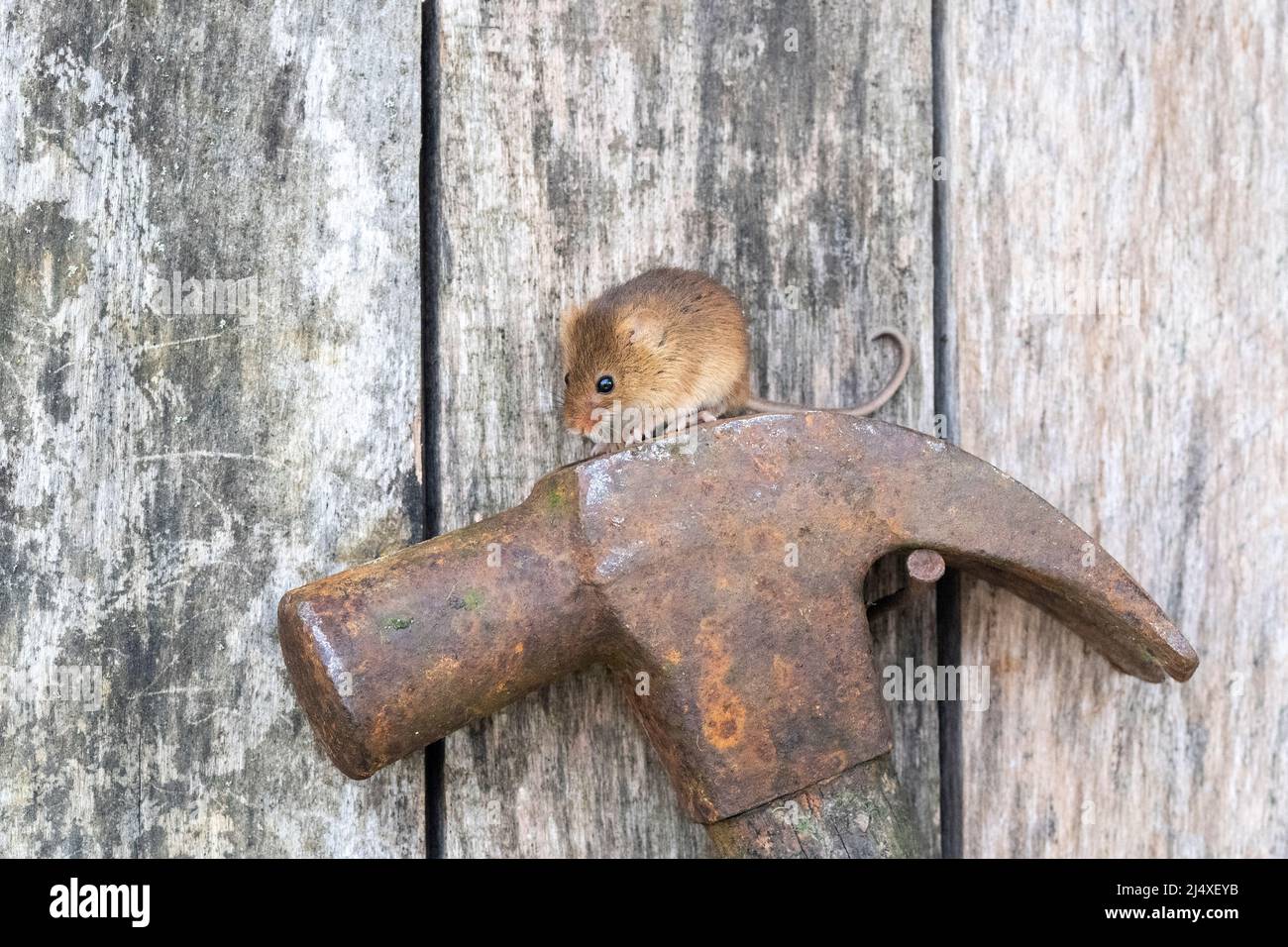 A Harvest Mouse sitting on a vintage hammer, inside a wooden tool shed ...