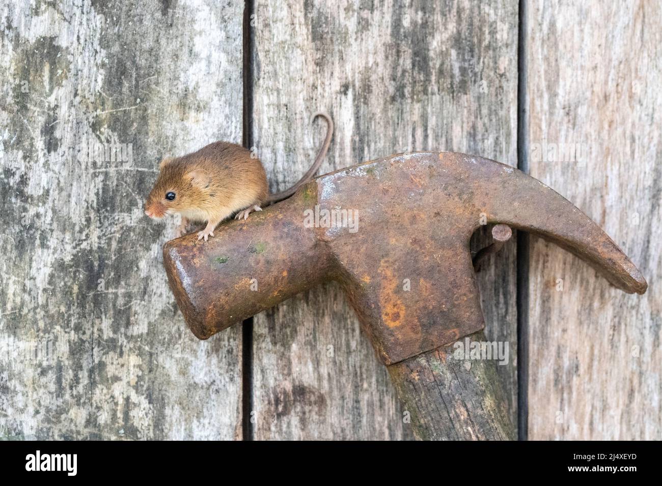 A Harvest Mouse sitting on a vintage hammer, inside a wooden tool shed ...
