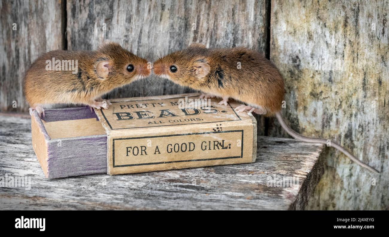 Two Harvest Mouse greeting each other with a kiss on top of a vintage ...