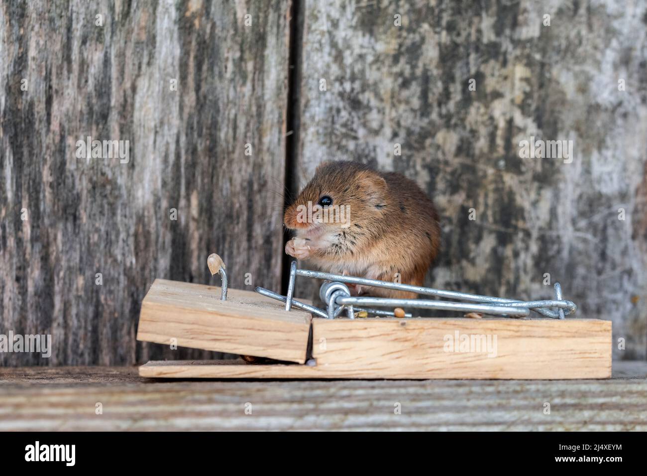 A Harvest Mouse on a mousetrap, inside a wooden tool shed Stock Photo ...