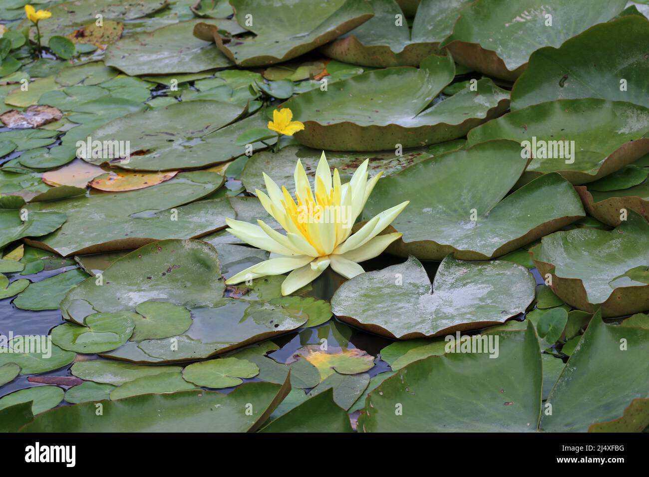 Single pale yellow water lily flower, Nymphaea species, with a ...