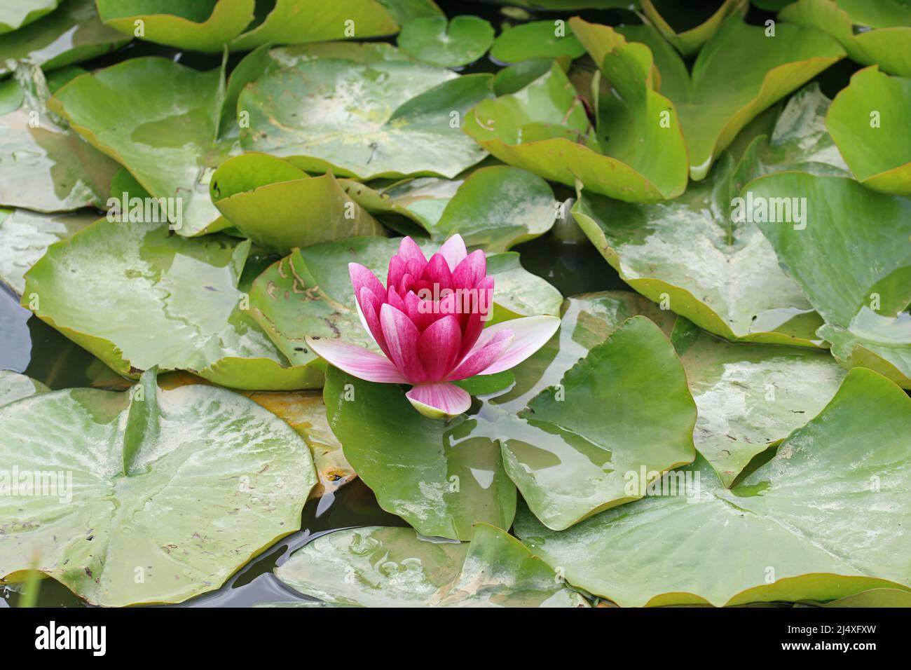 Single pink water lily flower, Nymphaea species, with a background of ...