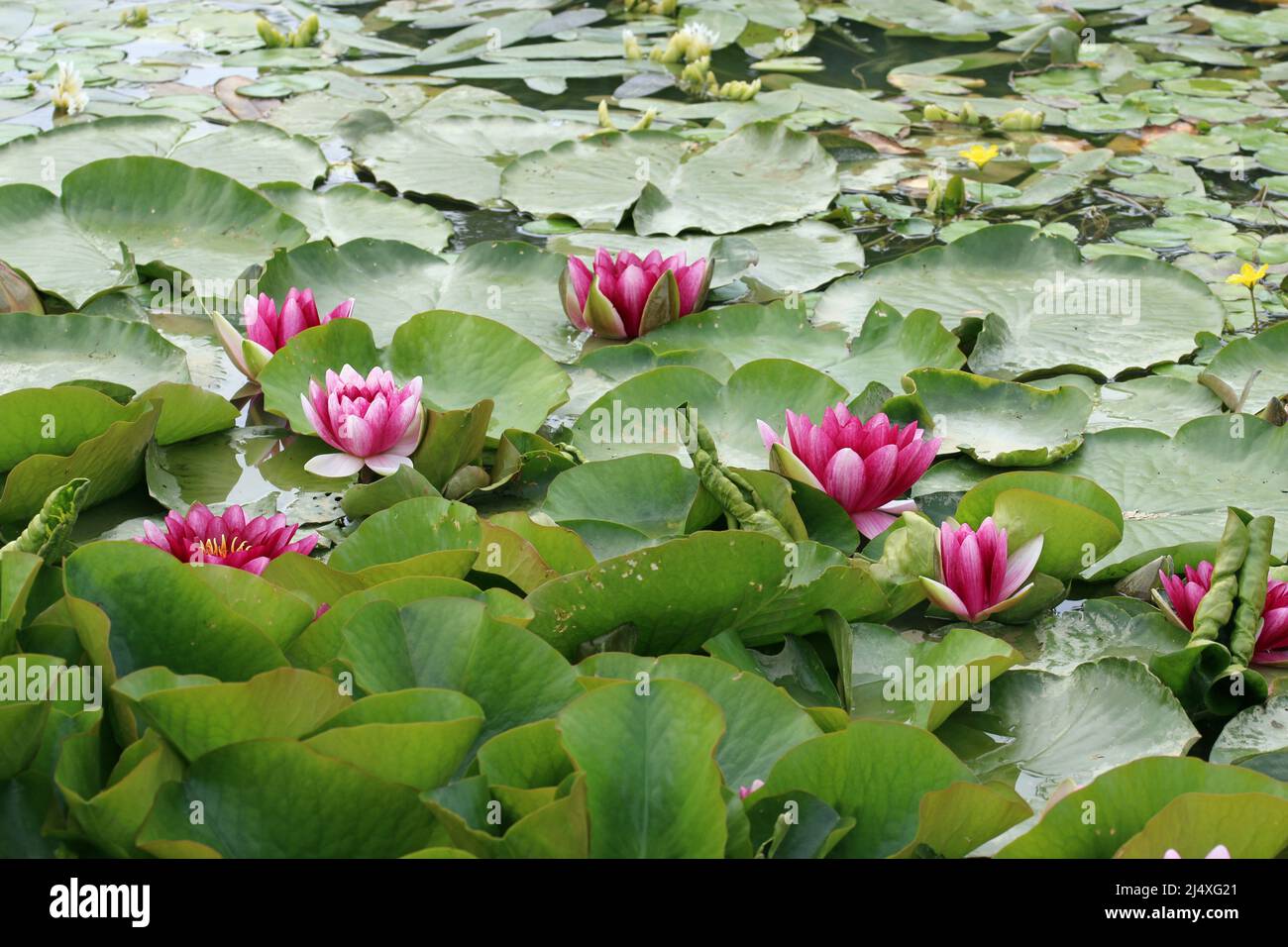 Pink water lily flowers, Nymphaea species, with a background of leaves ...