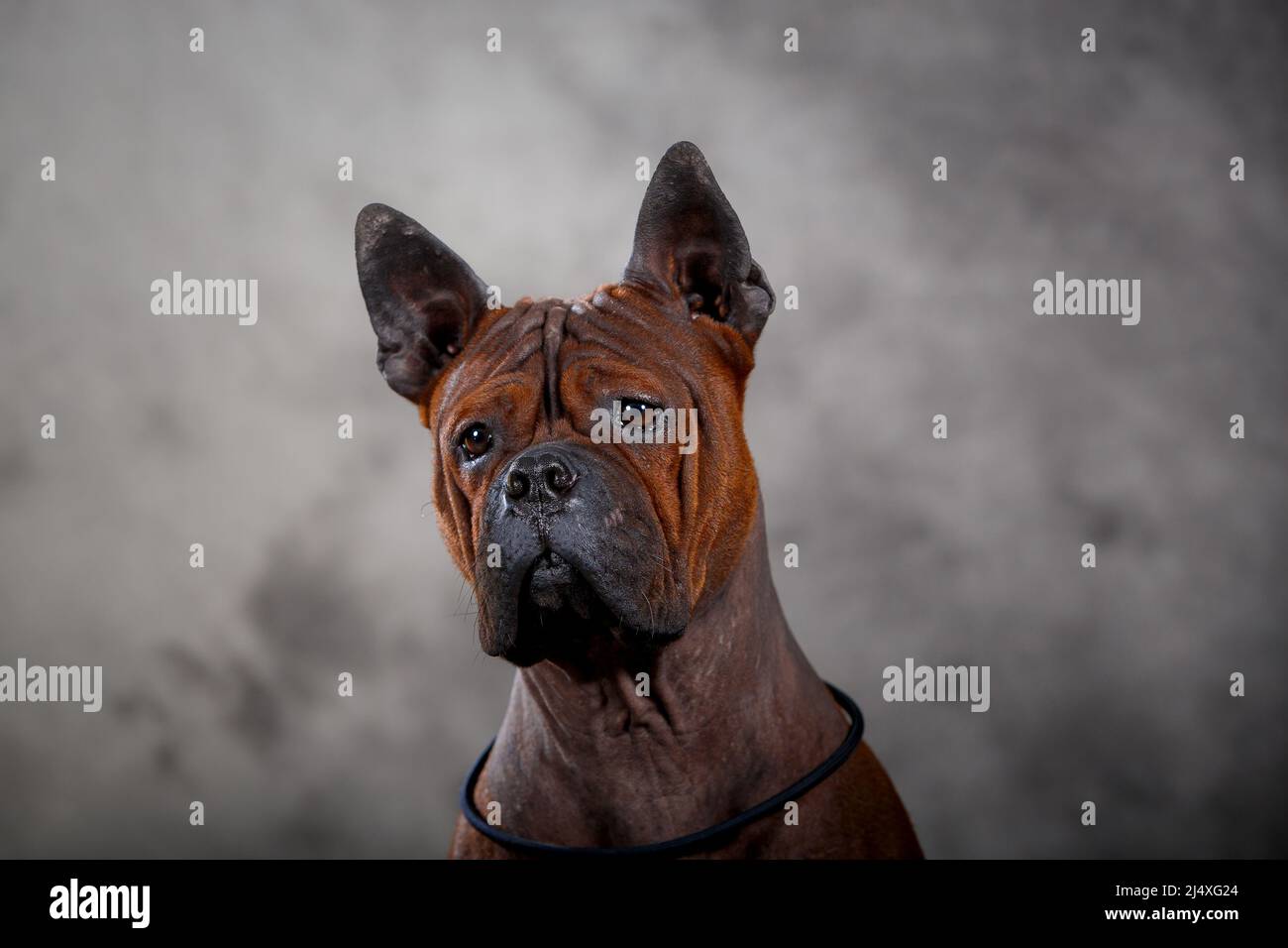 Chinese modern breed Chongqing dog. Close up portrait on foggy ...