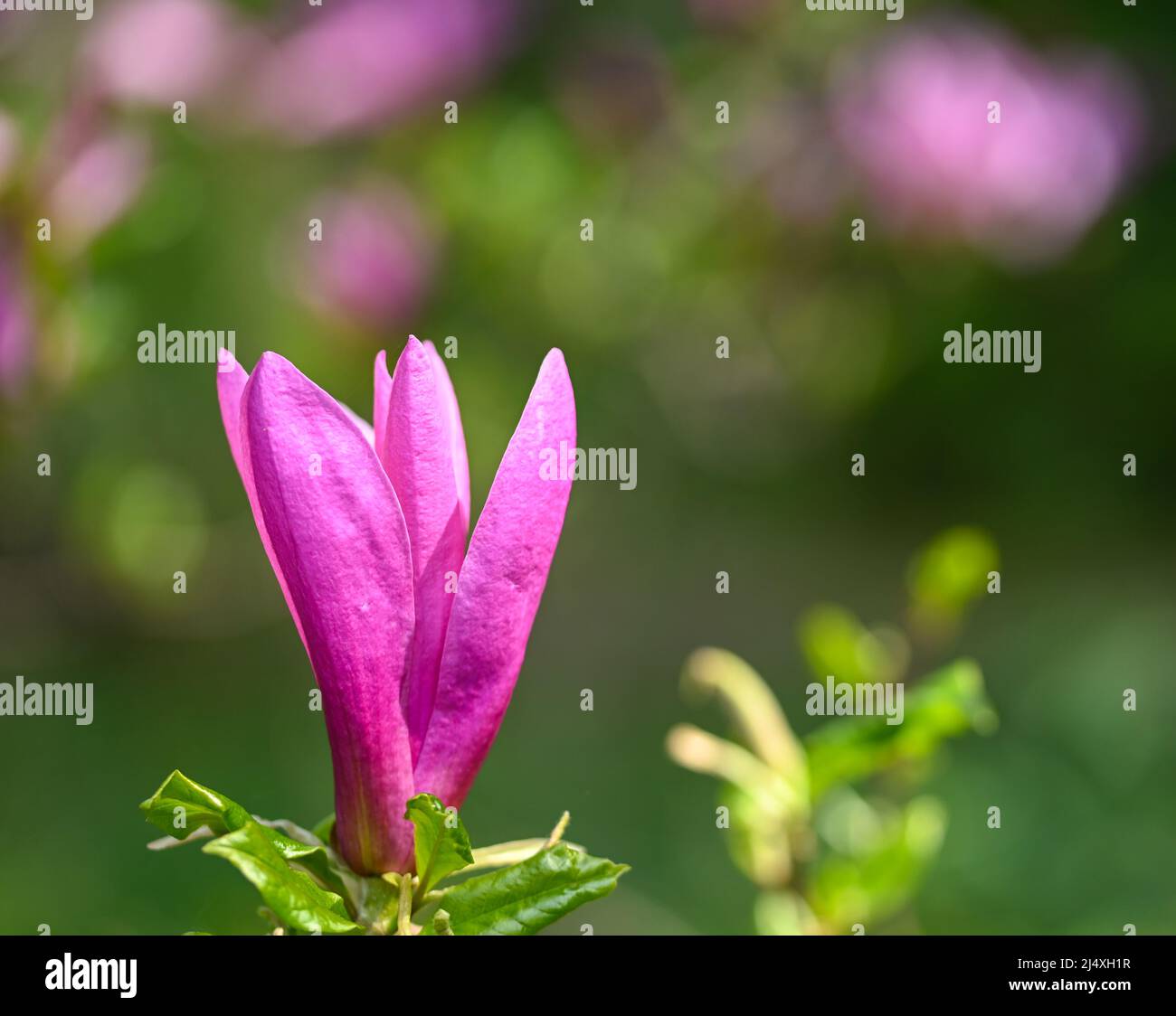 Flower branch purple magnolia hi-res stock photography and images - Alamy