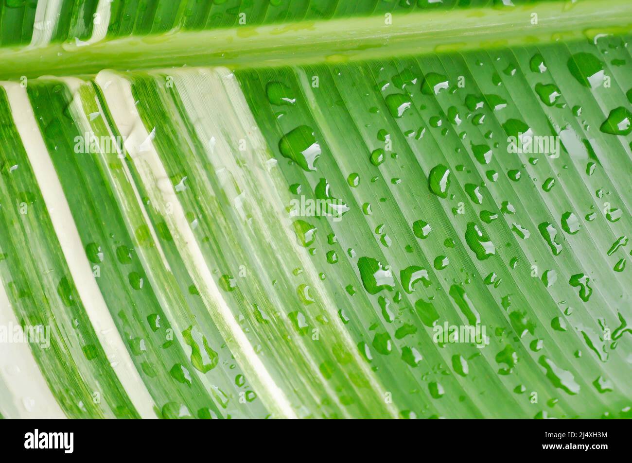 Kluai Tani Dang, Musa balbisiana Colla., Musa martini Van Geert or ...