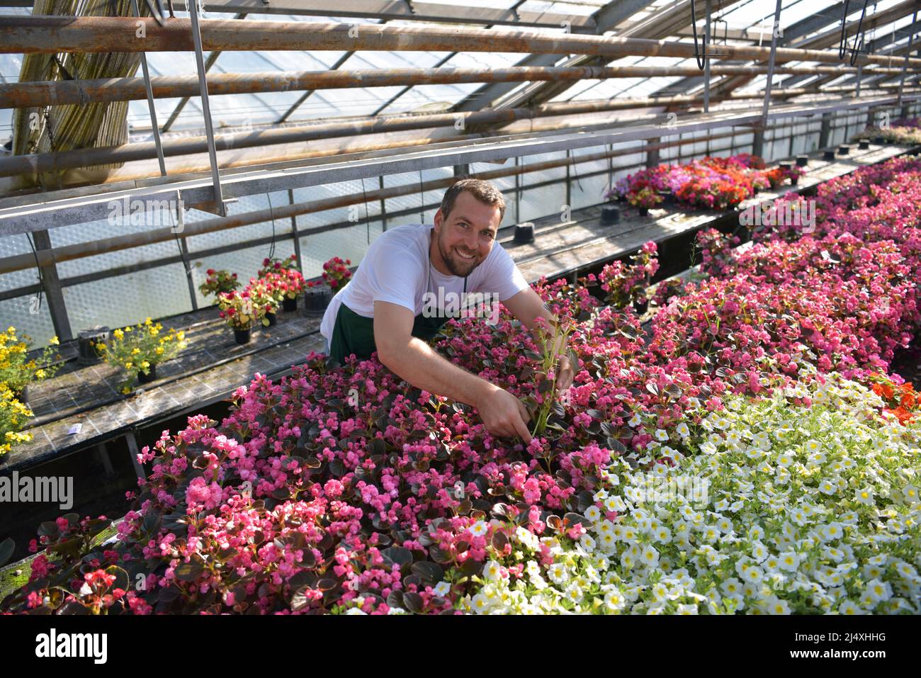 happy worker growing flowers in a greenhouse of a flower shop Stock ...