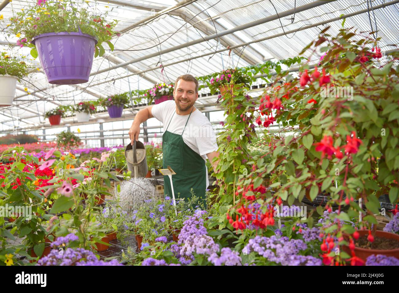 happy worker growing flowers in a greenhouse of a flower shop Stock ...