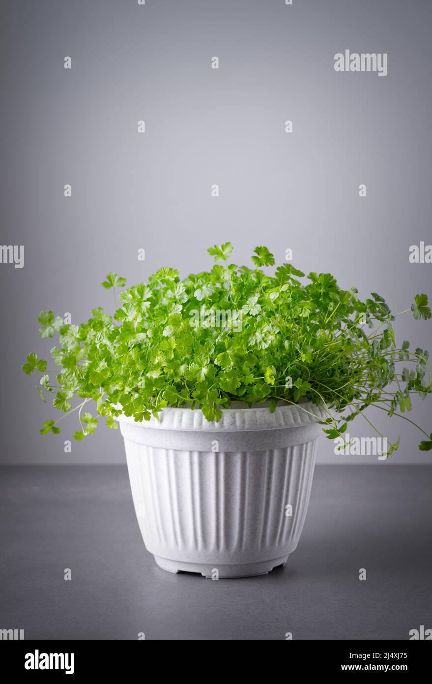 Juicy fresh organic parsley in a pot at home on a grey table Stock ...