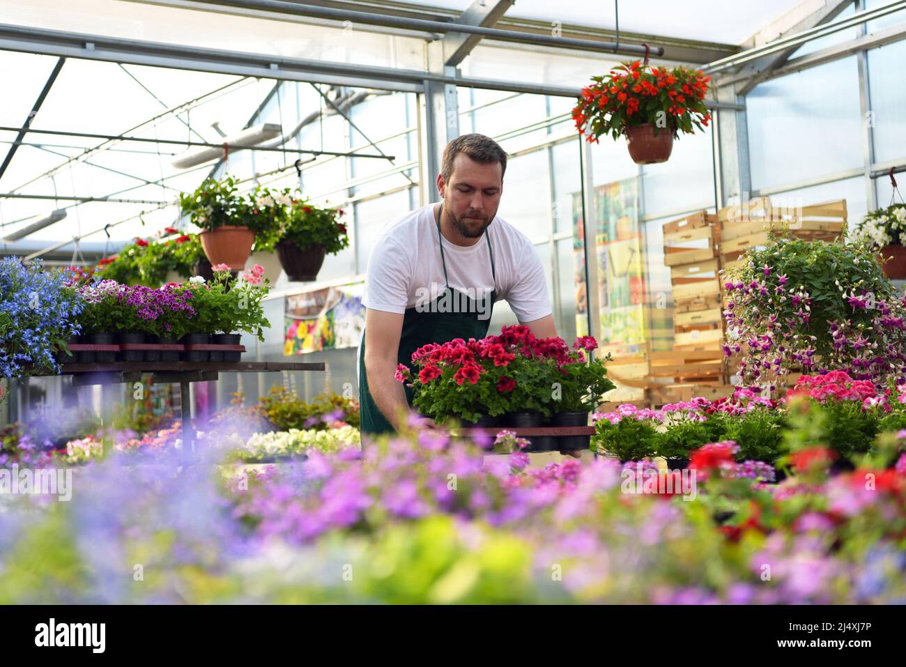happy worker growing flowers in a greenhouse of a flower shop Stock ...