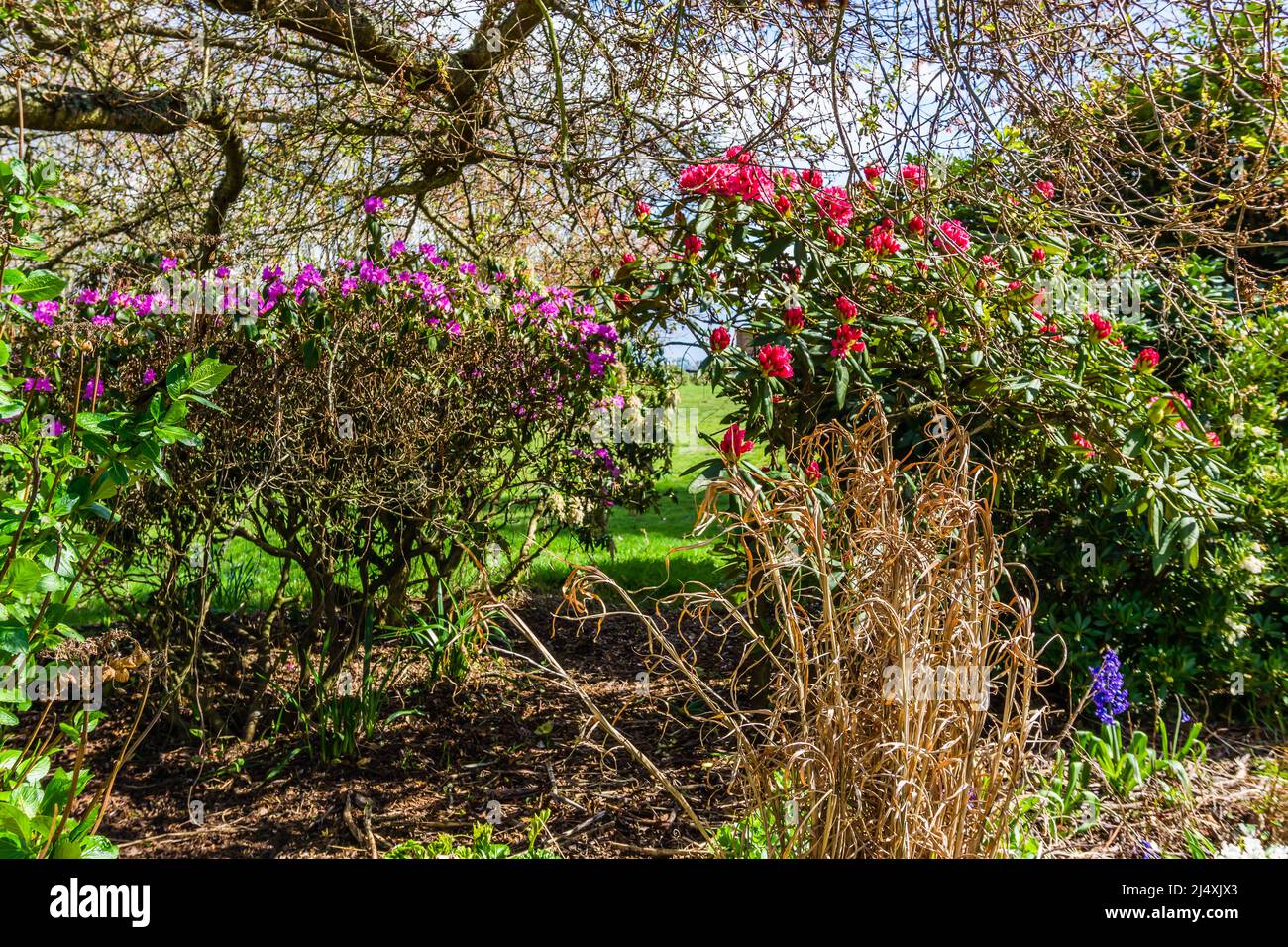 Spring flower bushes in West Seattle, Washington Stock Photo - Alamy