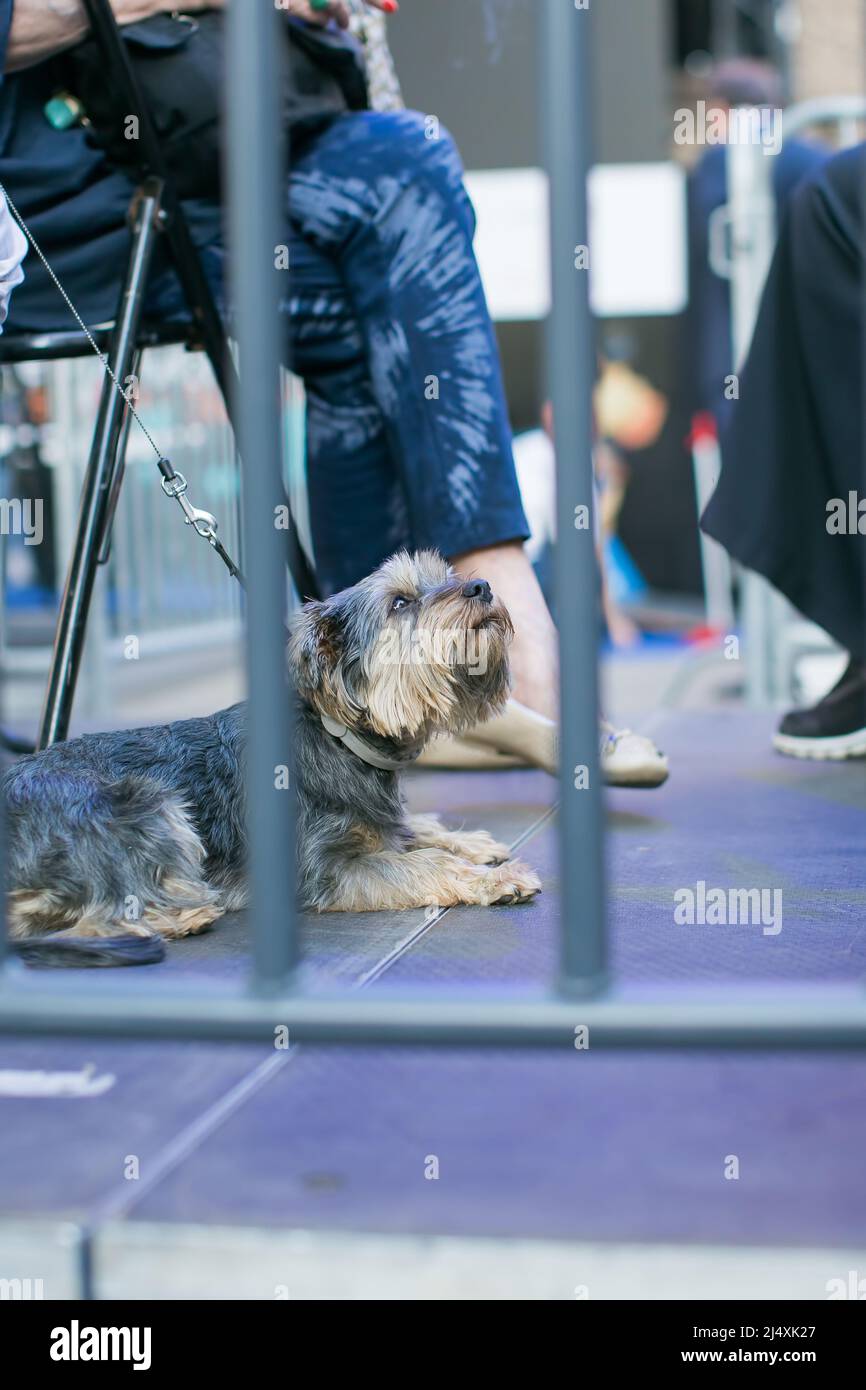 dog sitting close to the feet during an outdoor event Stock Photo - Alamy