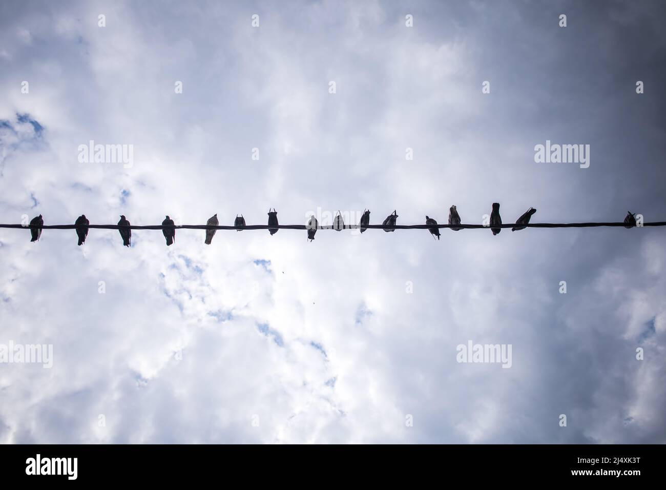 flock of birds standing on a wire Stock Photo - Alamy