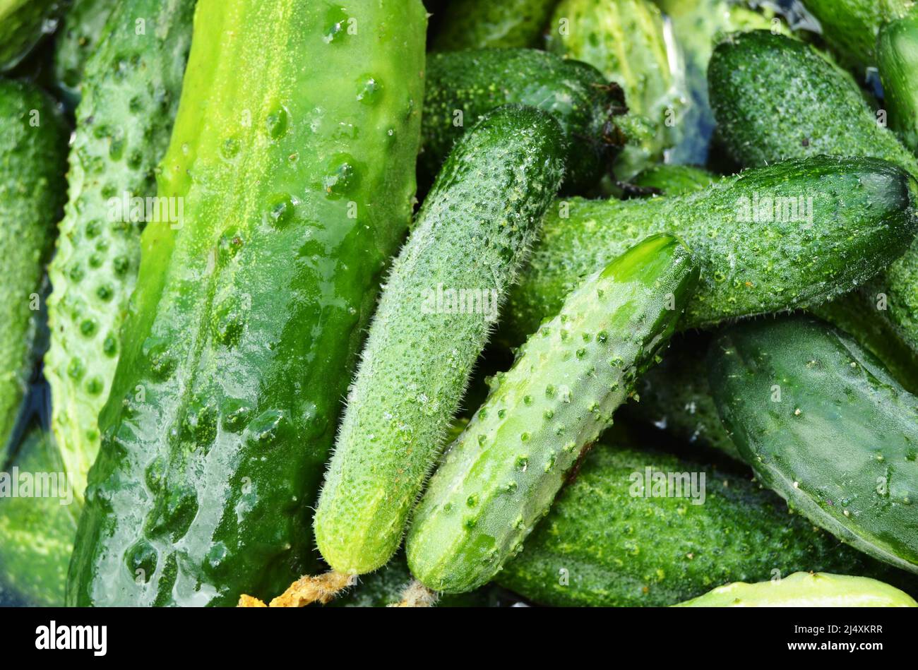 Background green whole cucumbers, top view, agriculture and crop ...