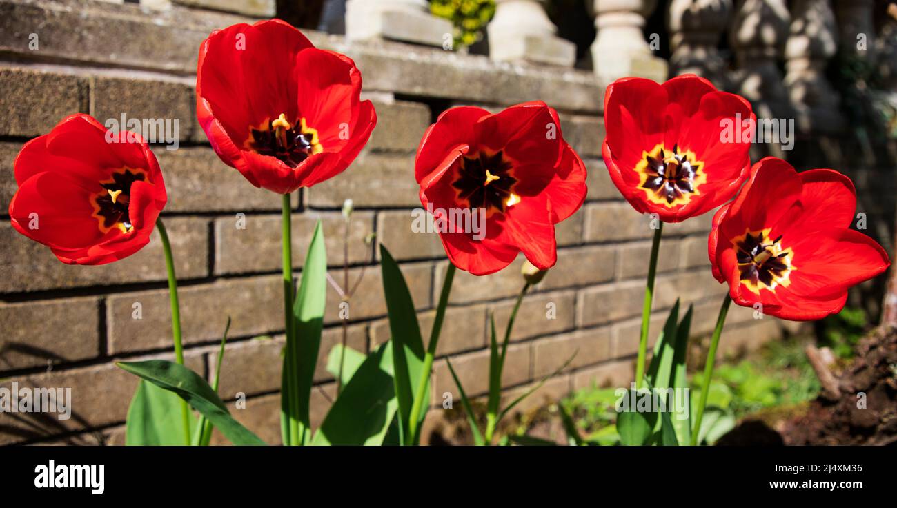 Pollinating insects hi-res stock photography and images - Alamy