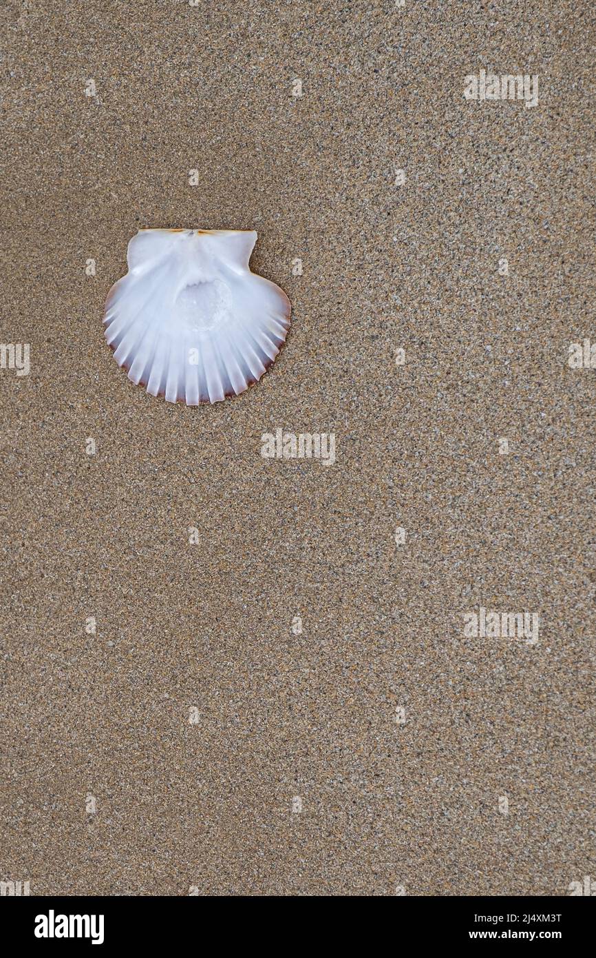 Scallop shell on the sand of the sea Stock Photo - Alamy