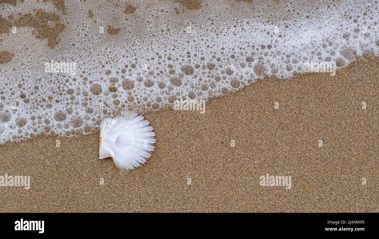 Scallop in sand hi-res stock photography and images - Alamy