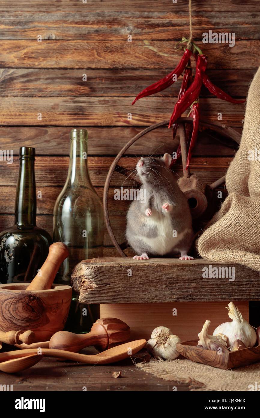 Rat on a table with old kitchen utensils in a wooden shed Stock Photo ...