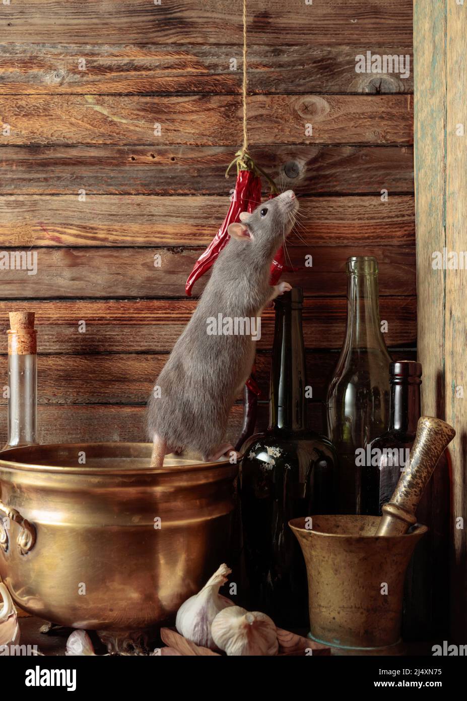 Rat on a table with old kitchen utensils in a wooden shed Stock Photo ...