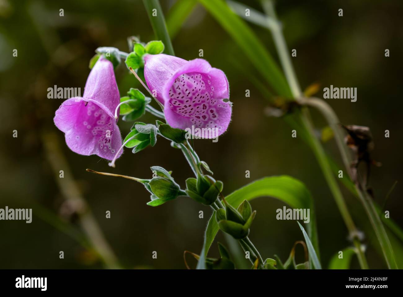 Pink and purple flower with spots and bell shape Stock Photo - Alamy