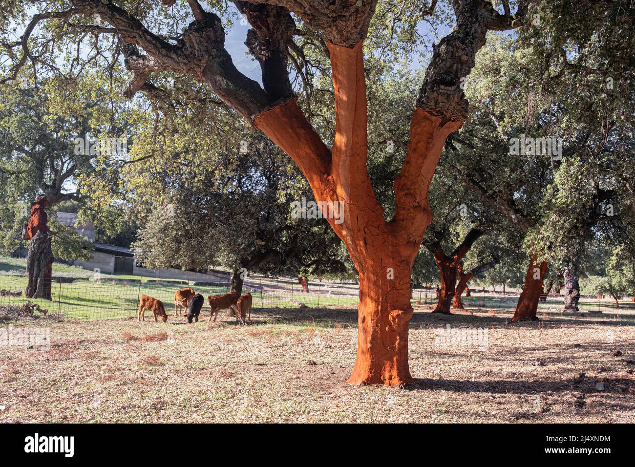 Field of cork oaks and oak trees for cork extraction Stock Photo - Alamy