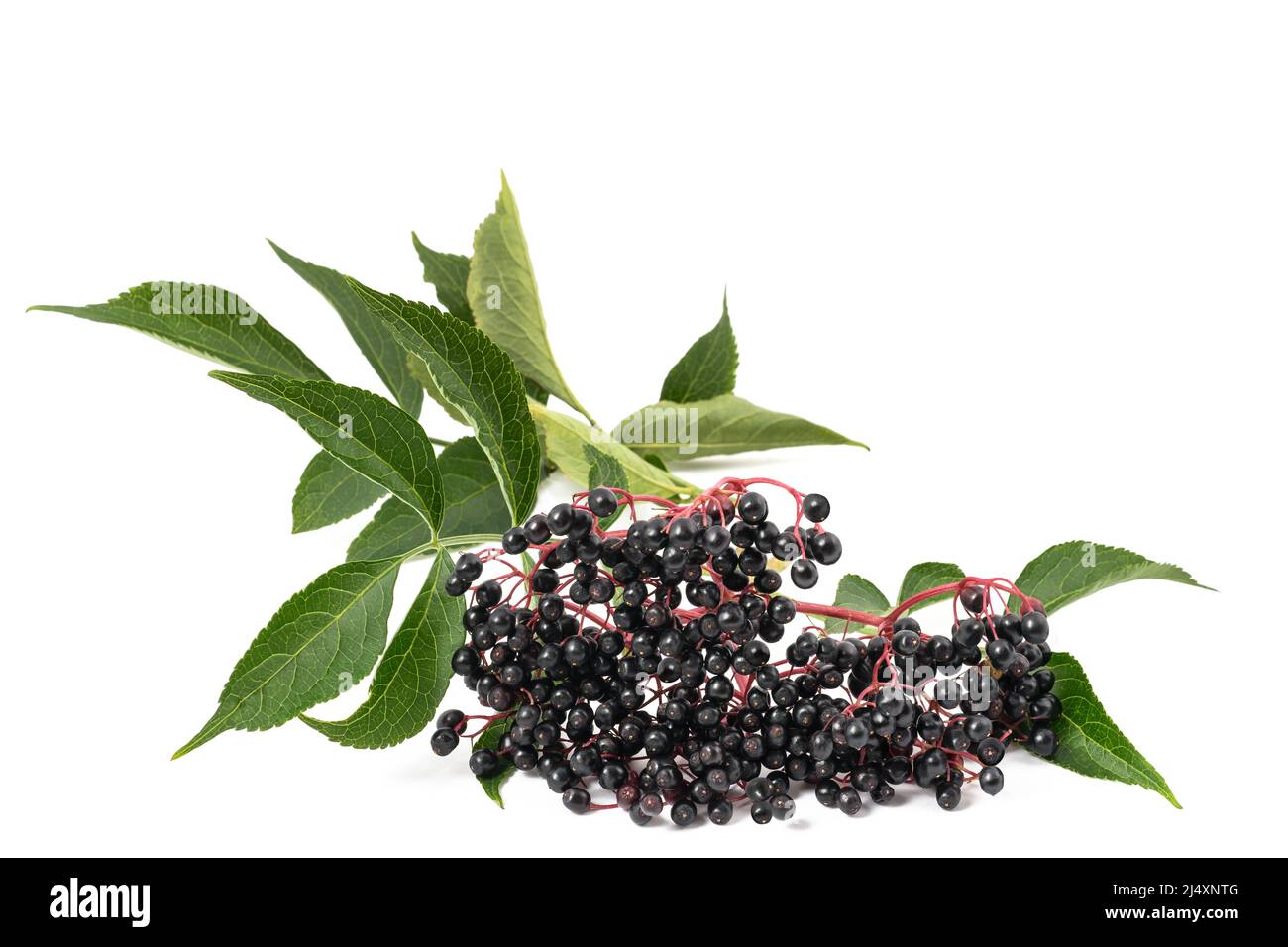 Elderberry Branch with berries isolated on white background Stock Photo ...