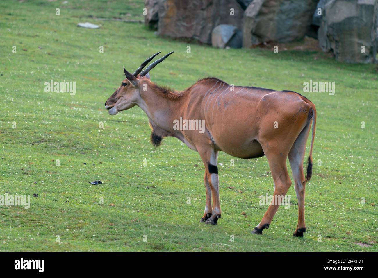 African antelope head shot hi-res stock photography and images - Alamy