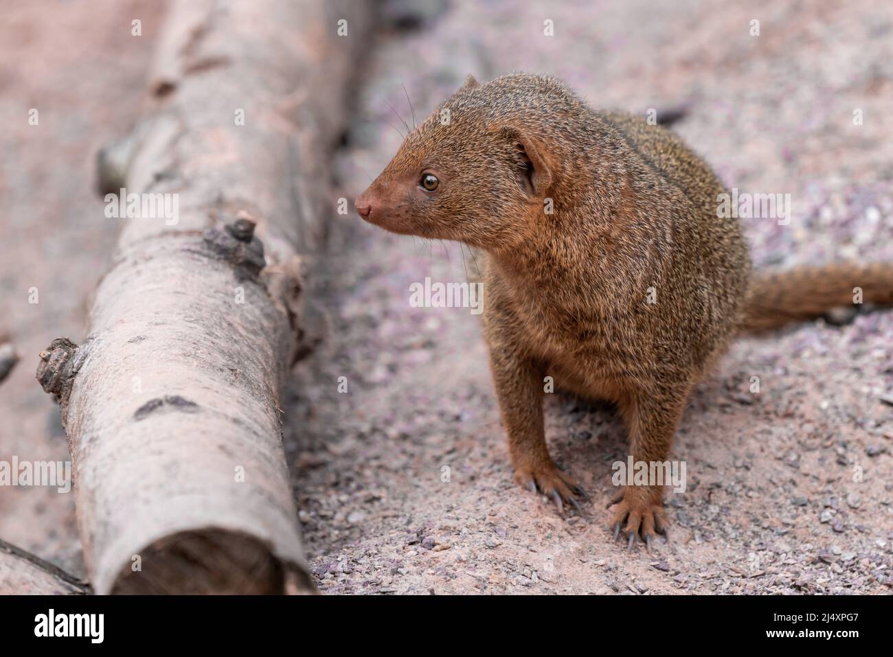Cute common dwarf mongoose, Helogale parvula, on a sandy ground ...