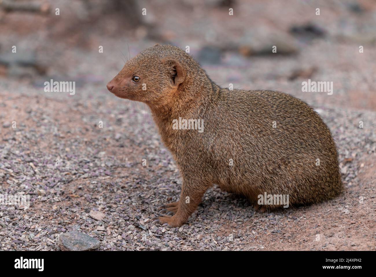 Cute common dwarf mongoose, Helogale parvula, on a sandy ground ...