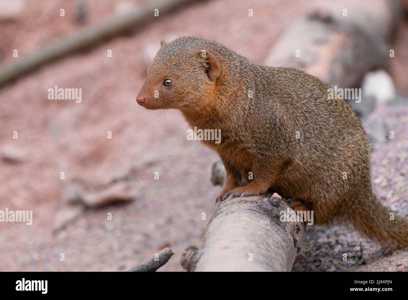 Cute common dwarf mongoose, Helogale parvula, on a sandy ground ...