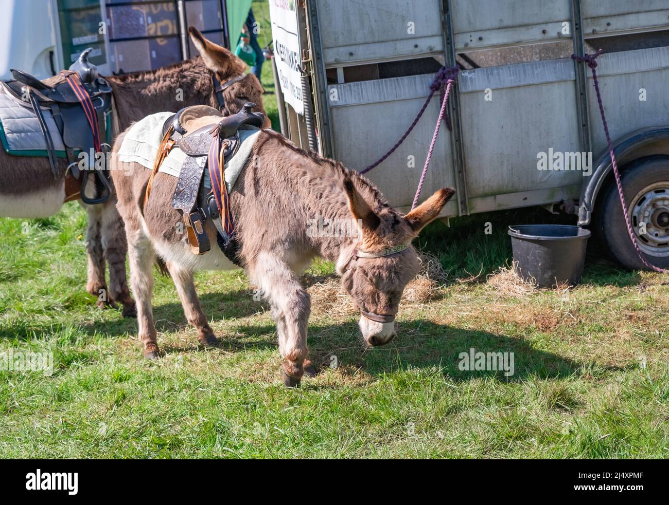 Donkeys used for kids’ donkey rides at the 2022 Henham Easter Country ...