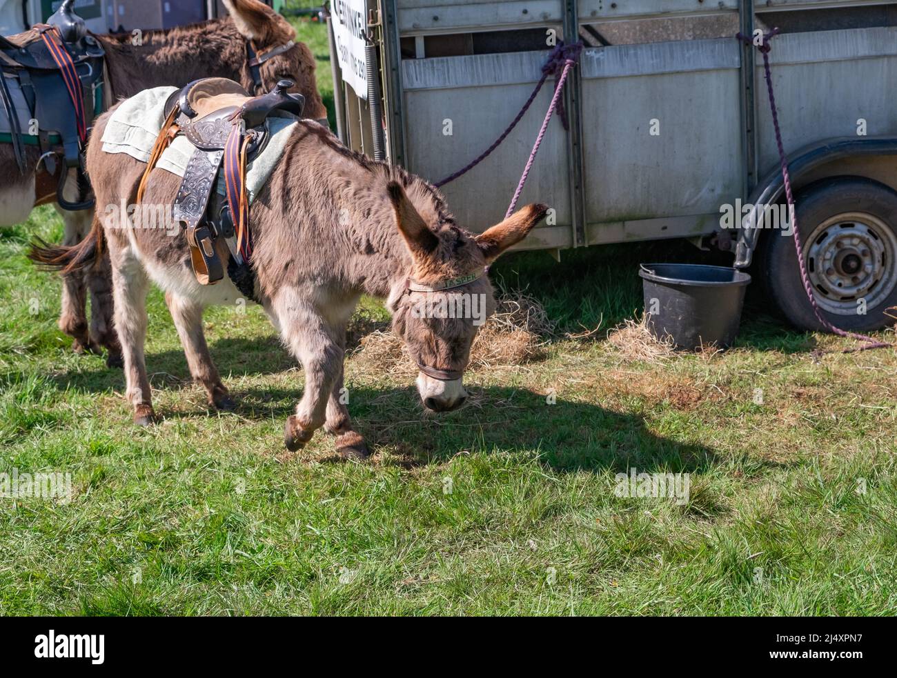 Donkeys used for kids’ donkey rides at the 2022 Henham Easter Country ...