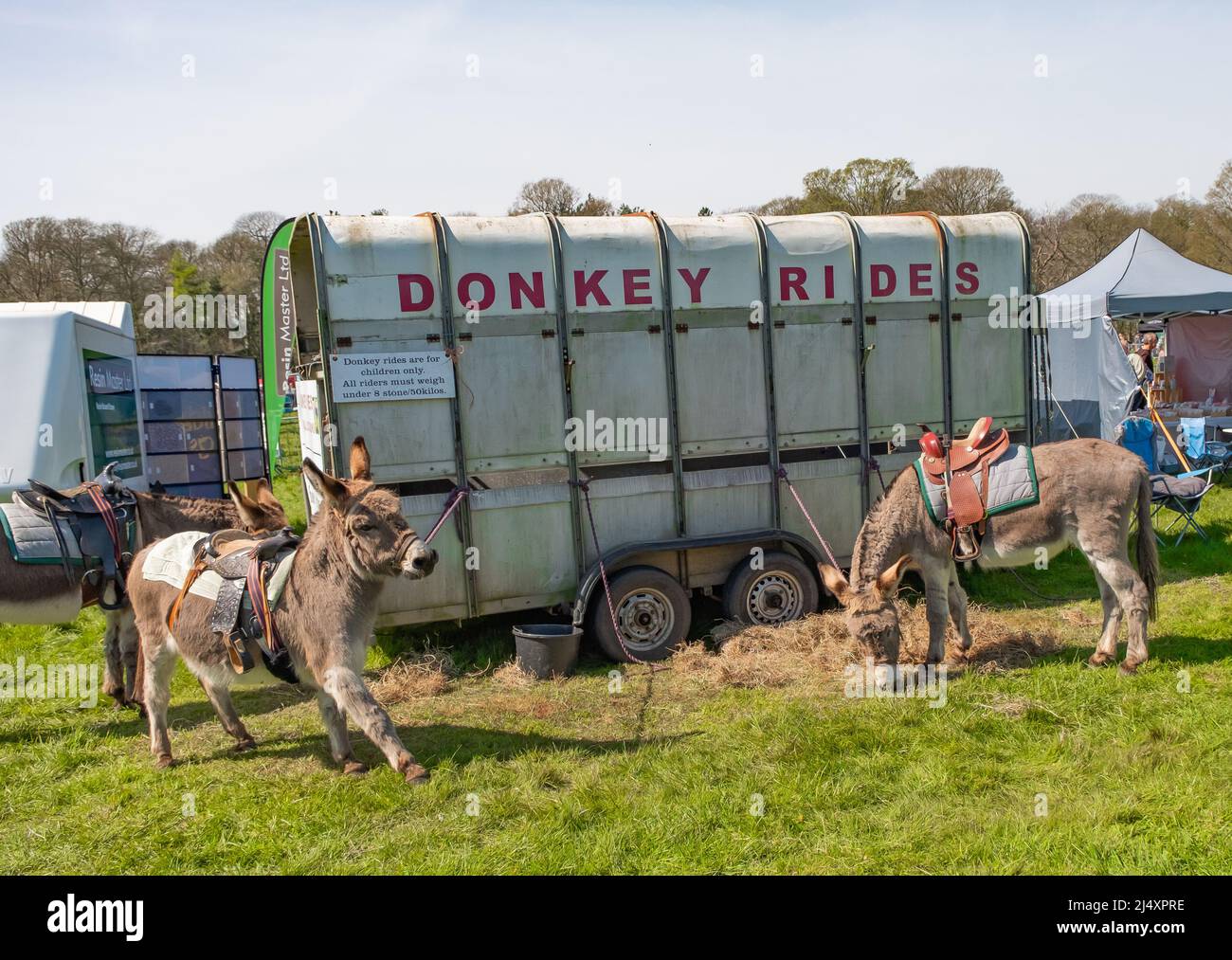 Donkeys used for kids’ donkey rides at the 2022 Henham Easter Country ...