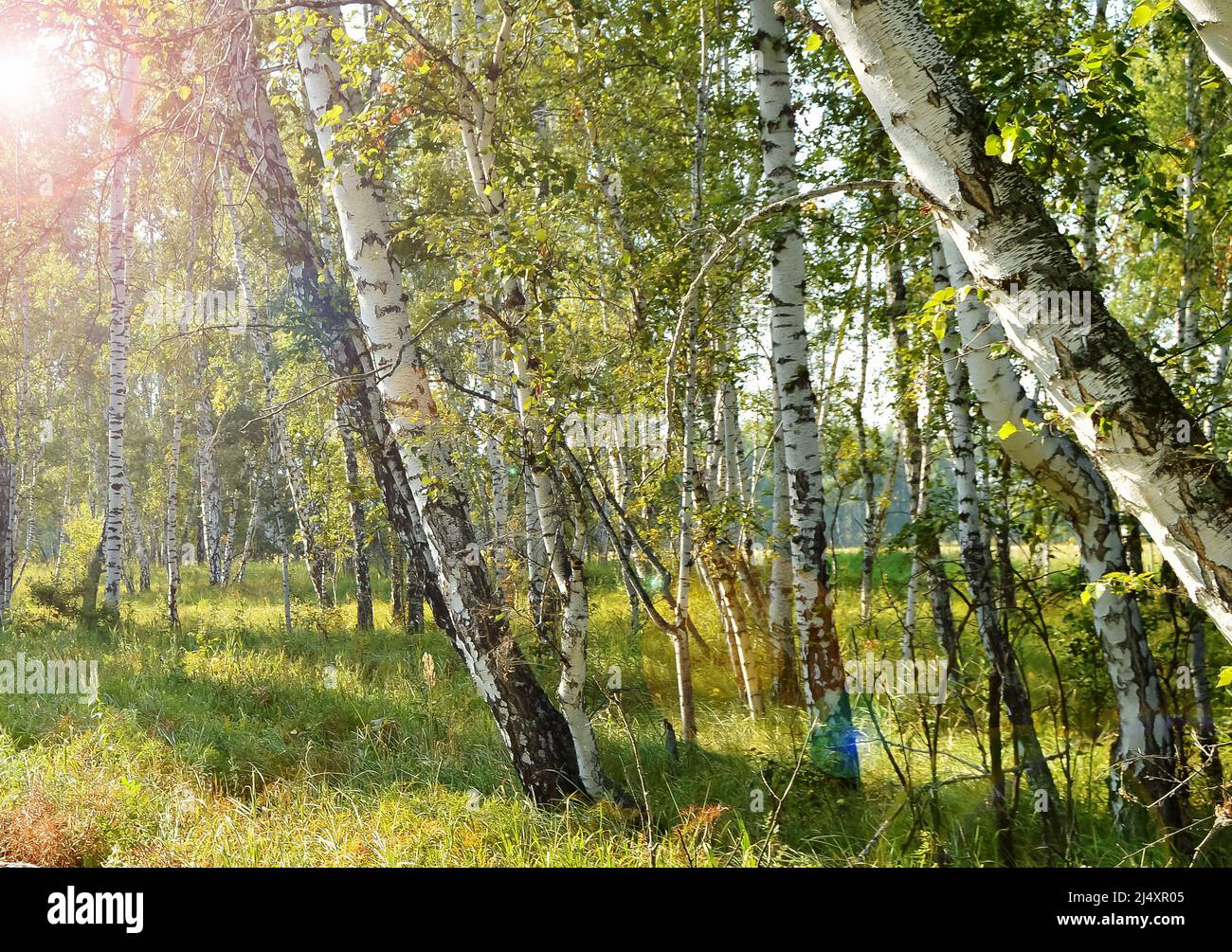 Inclined tree trunks hi-res stock photography and images - Alamy