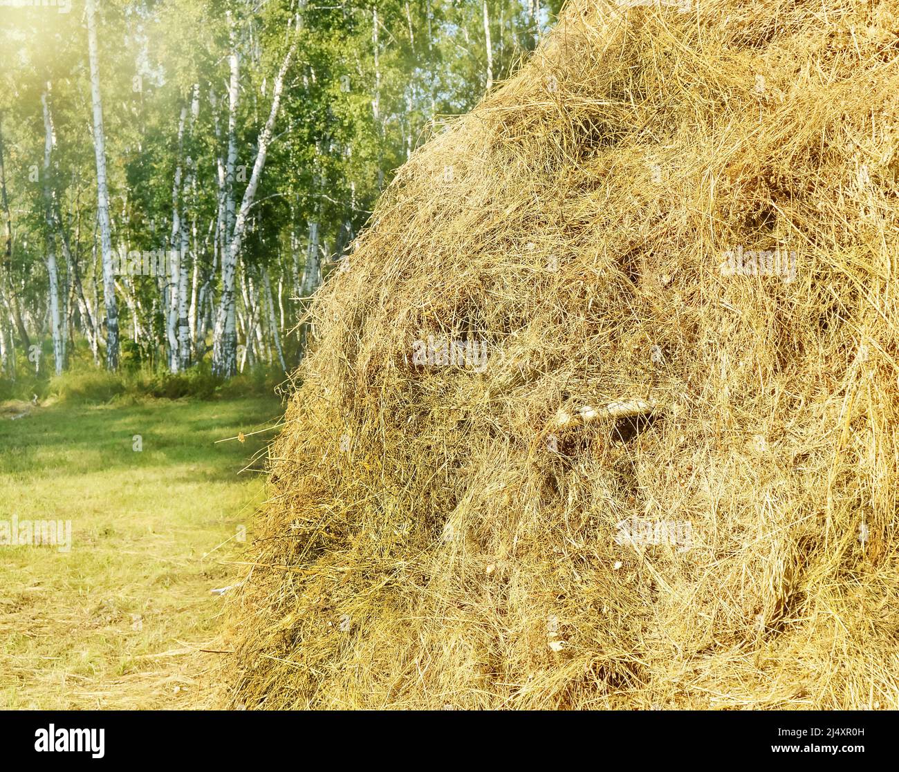 Haystack in autumn agriculture with trees in the sky hi-res stock ...
