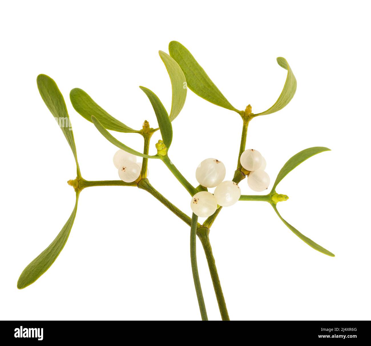 Mistletoes hi-res stock photography and images - Alamy
