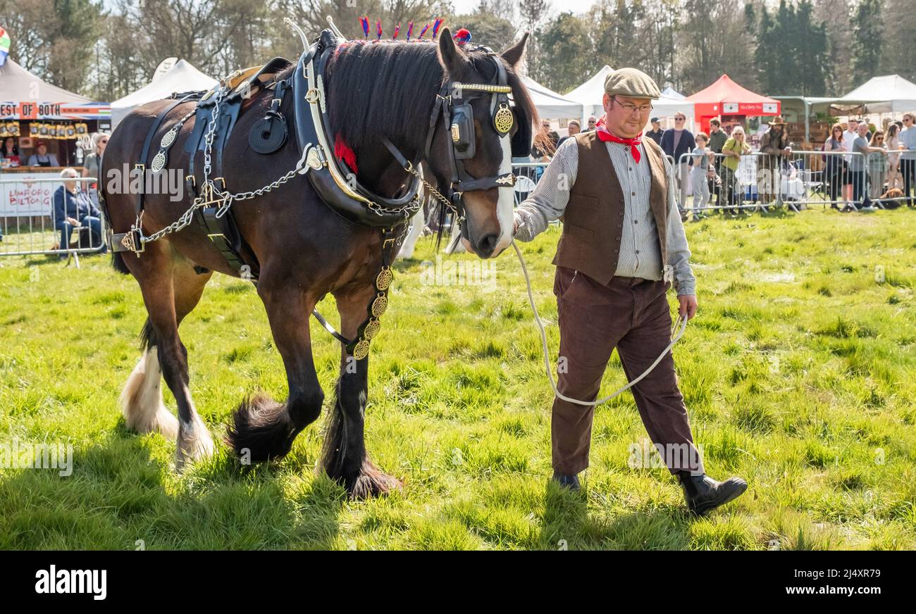 English country gentleman leading a shire horse around the main arena ...