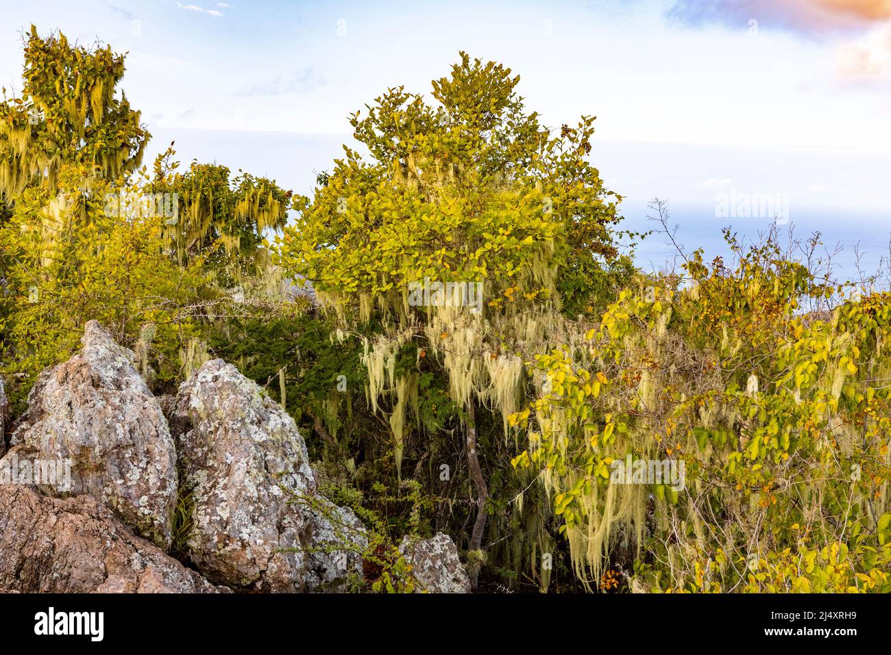 Thick vegetation at the Christoffel National Park on the Caribbean ...