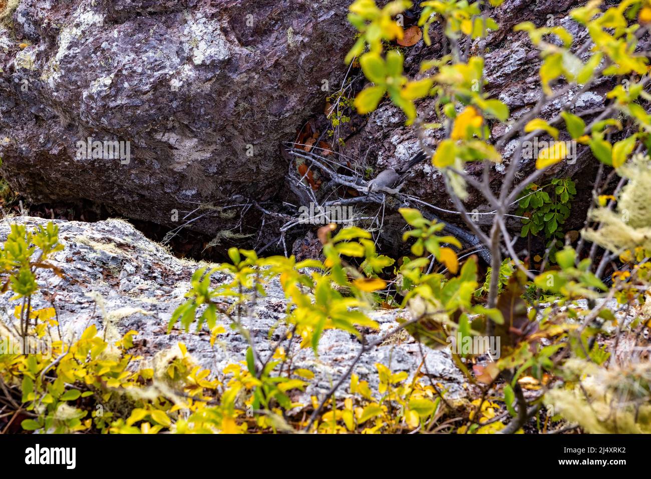 Tropical Mockingbird at the Christoffel National Park on the Caribbean ...