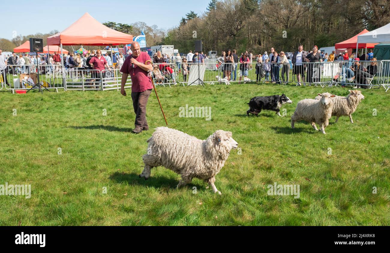 Experienced shepherd and his border collie dog giving a demonstration ...