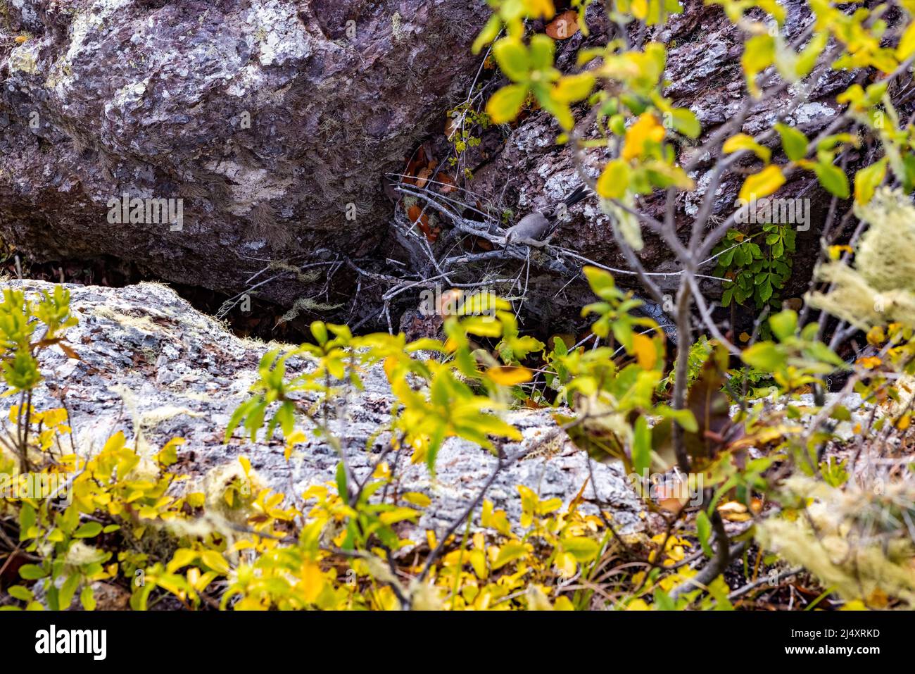 Tropical Mockingbird at the Christoffel National Park on the Caribbean ...
