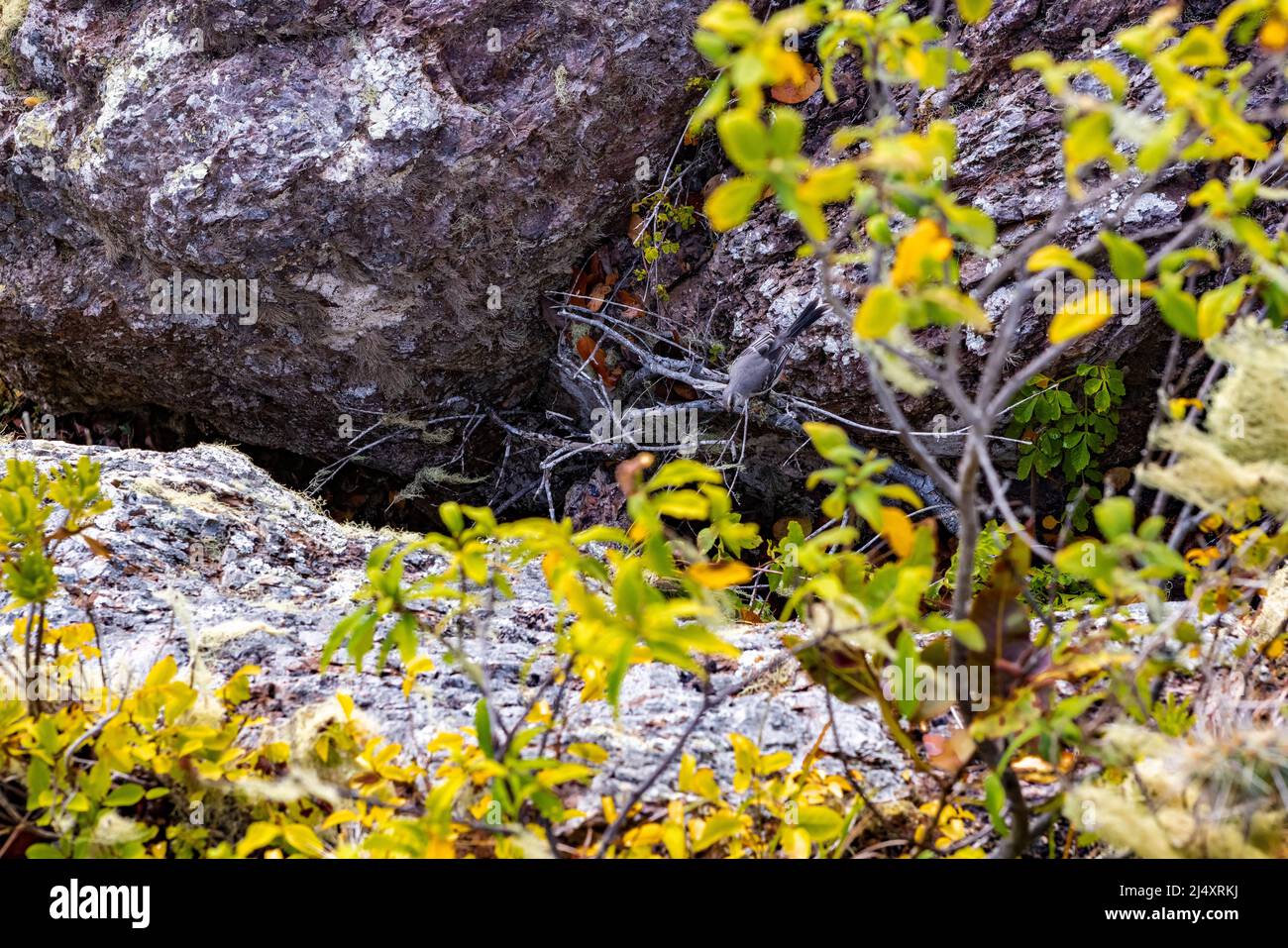 Tropical Mockingbird at the Christoffel National Park on the Caribbean ...