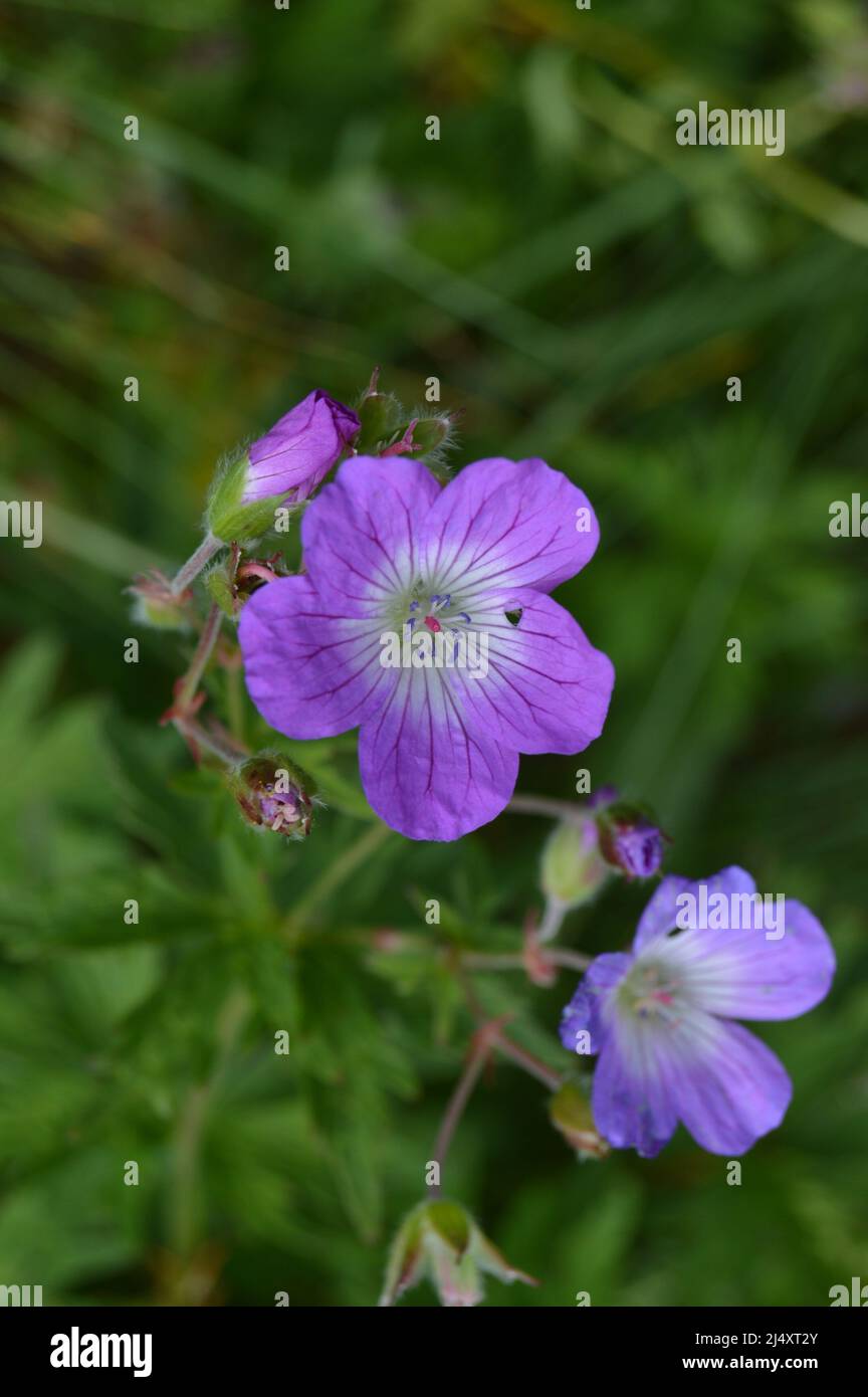 Bosnian flora hi-res stock photography and images - Alamy