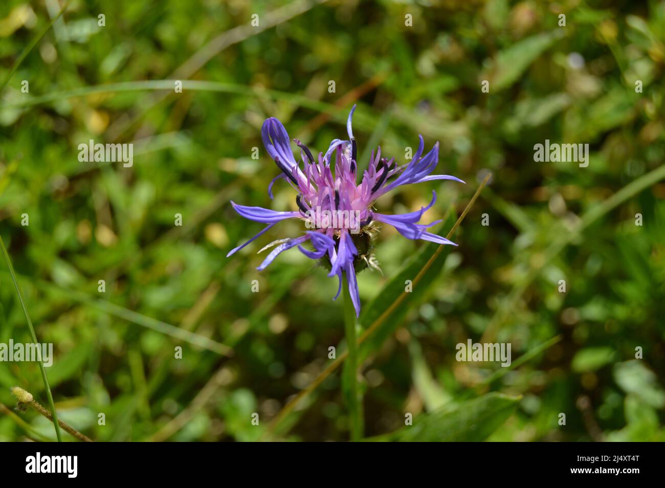 Flower flora on Bosnian mountains Stock Photo - Alamy