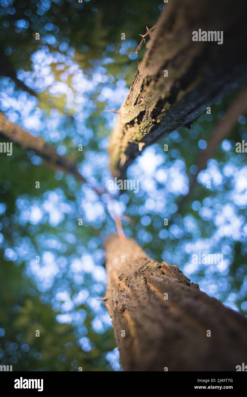 two tree trunks growing together into the sky Stock Photo - Alamy