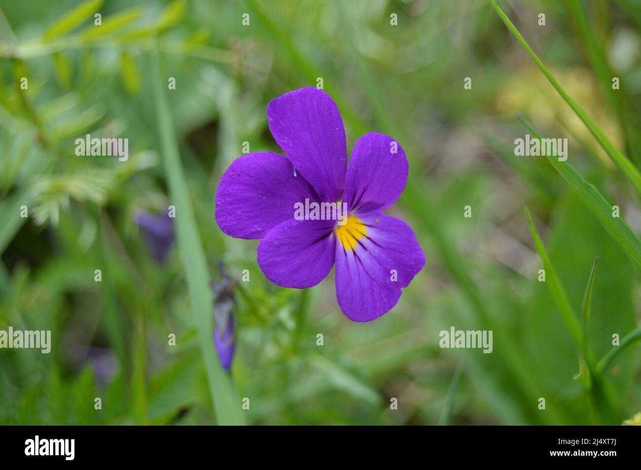 Flower flora on Bosnian mountains Stock Photo - Alamy