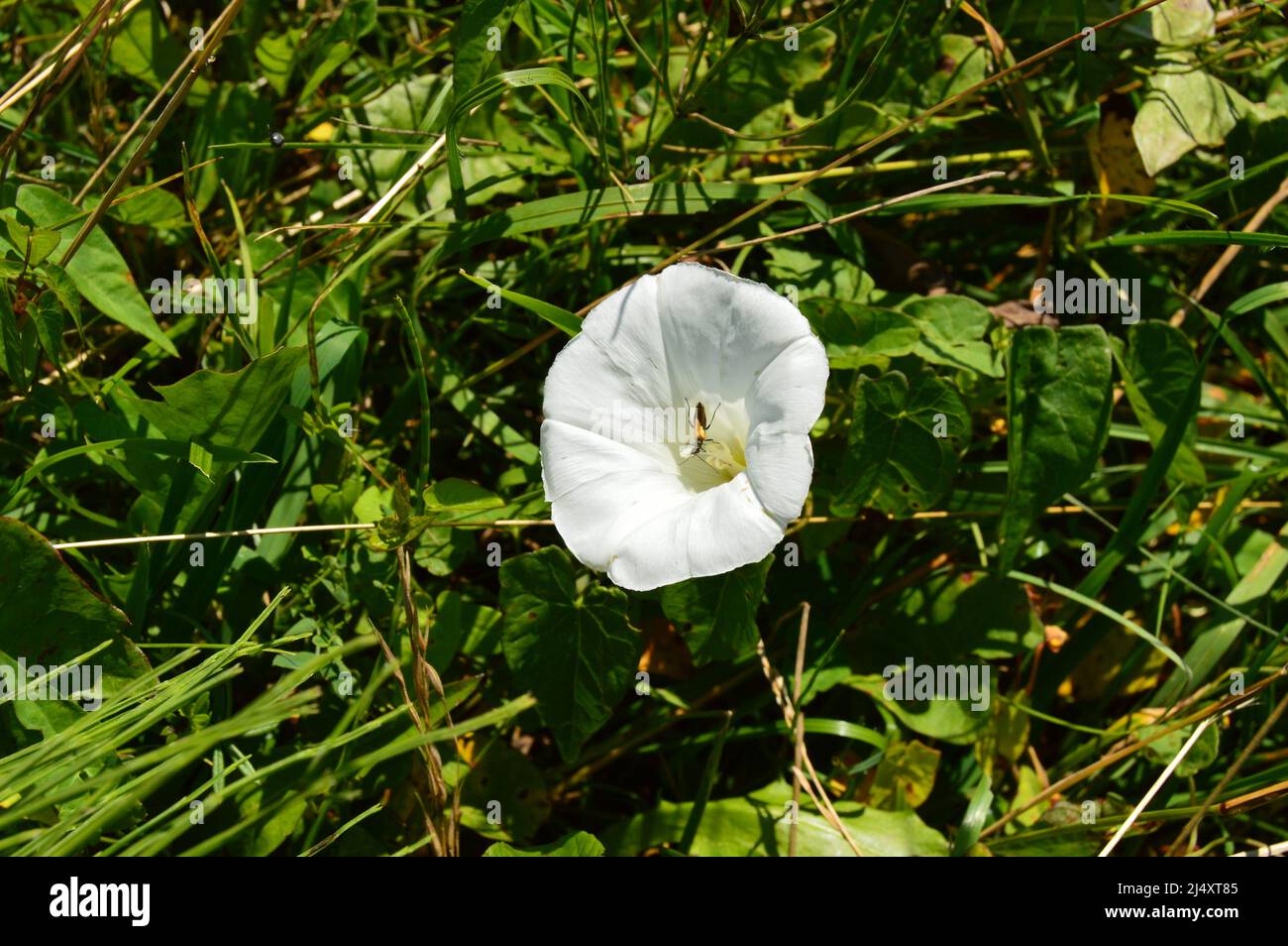 Flower flora on Bosnian mountains Stock Photo - Alamy