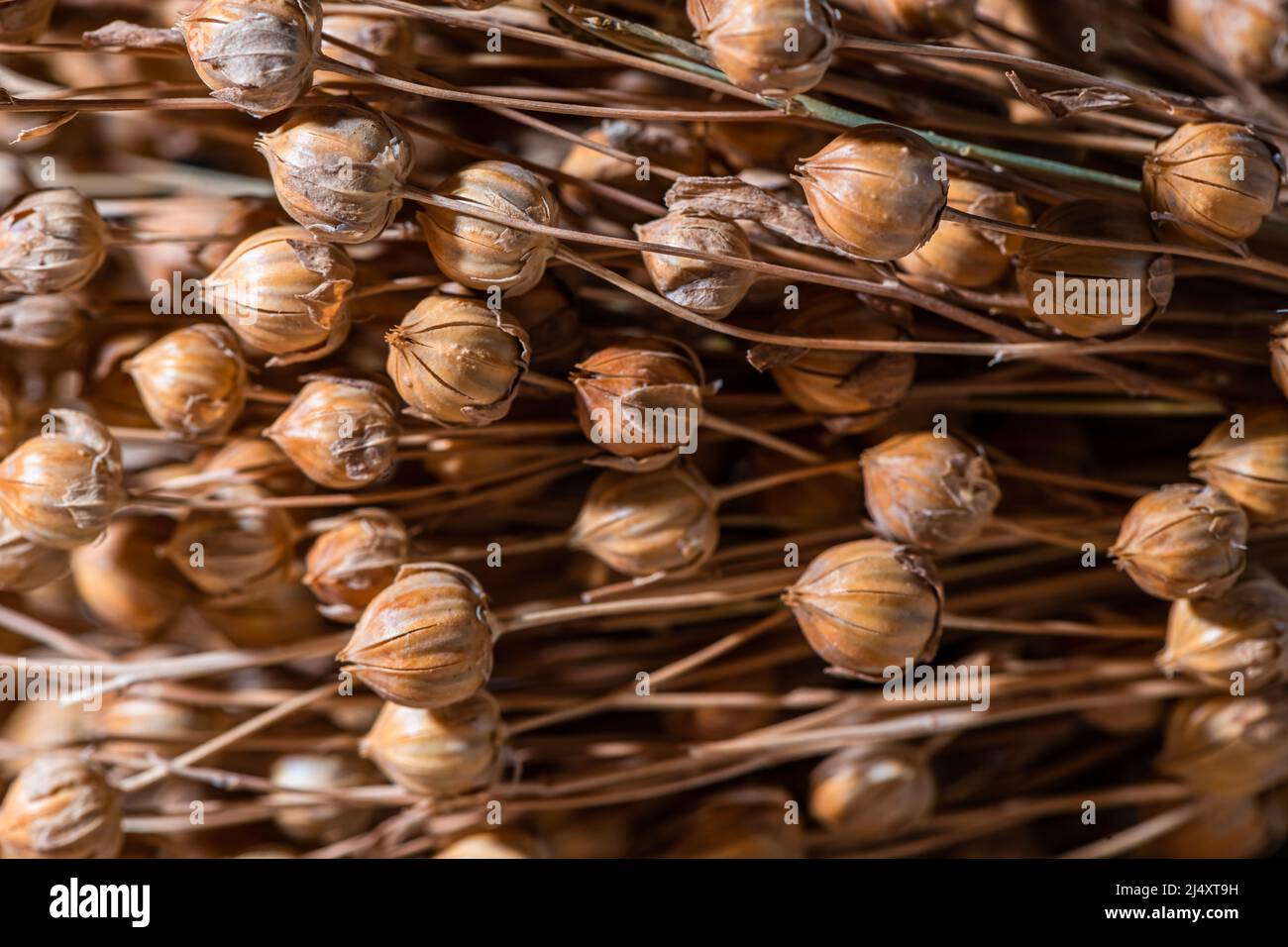 Flax plant stem hi-res stock photography and images - Alamy
