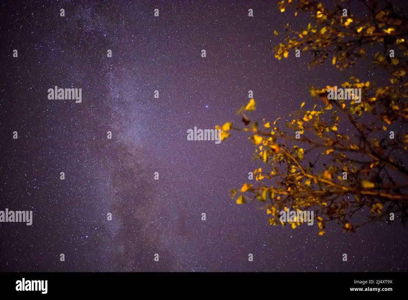 night sky and milky way from under a tree Stock Photo - Alamy
